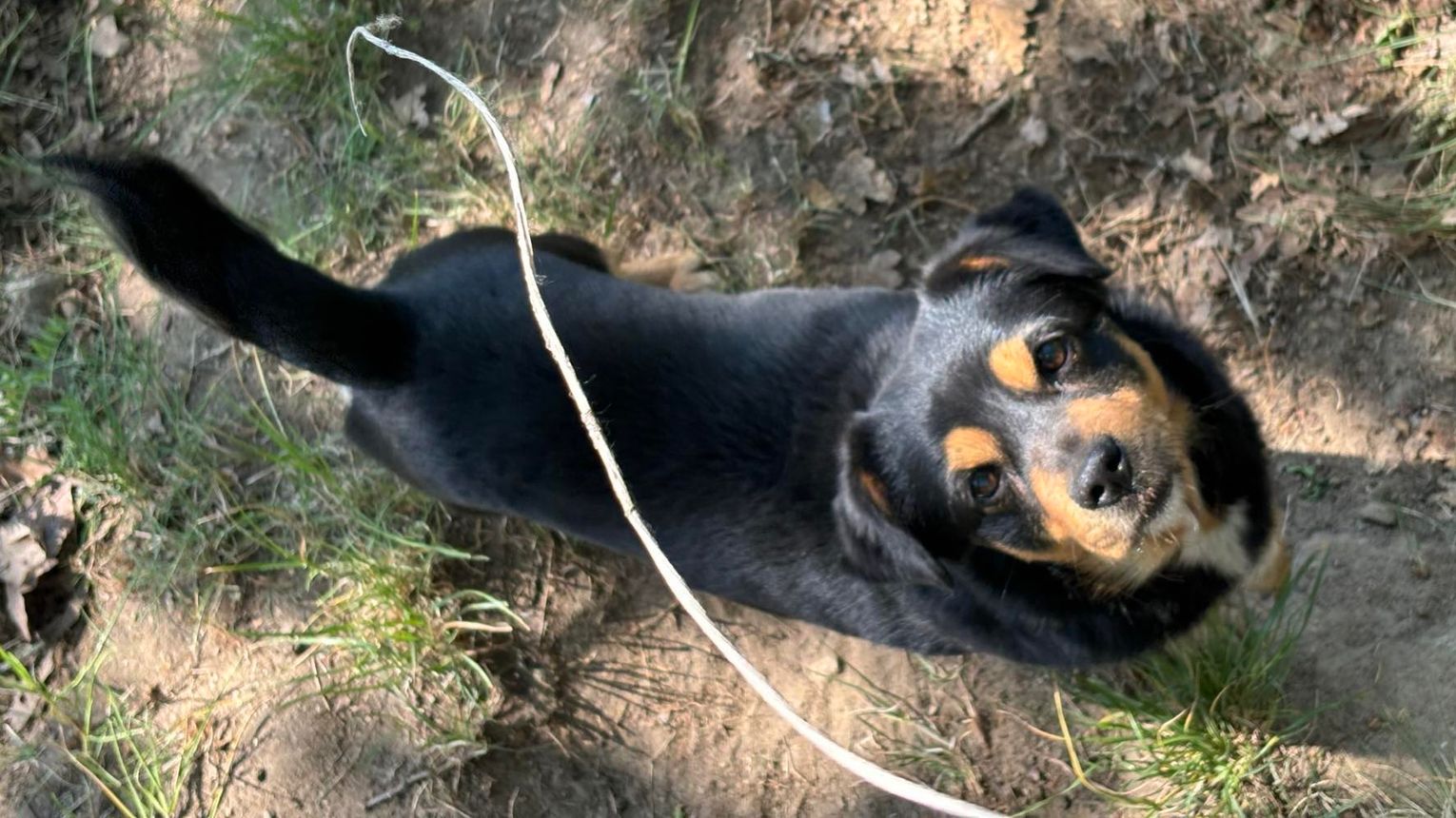 Pimpek ze Strzałek znalazł nowy dom