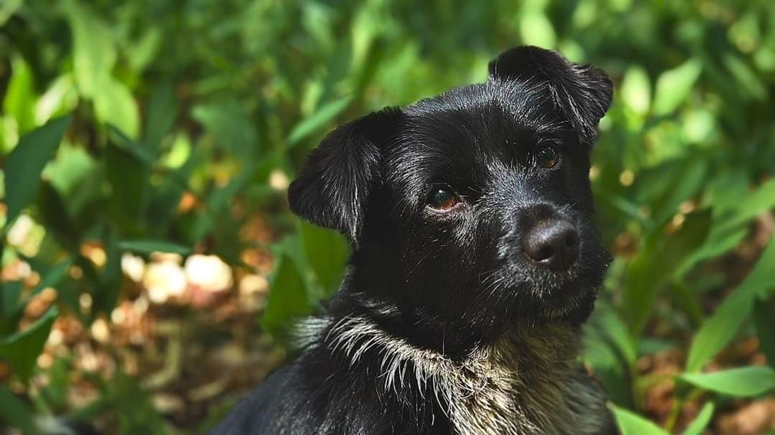 Urocza Szyszka wygląda nowej rodziny